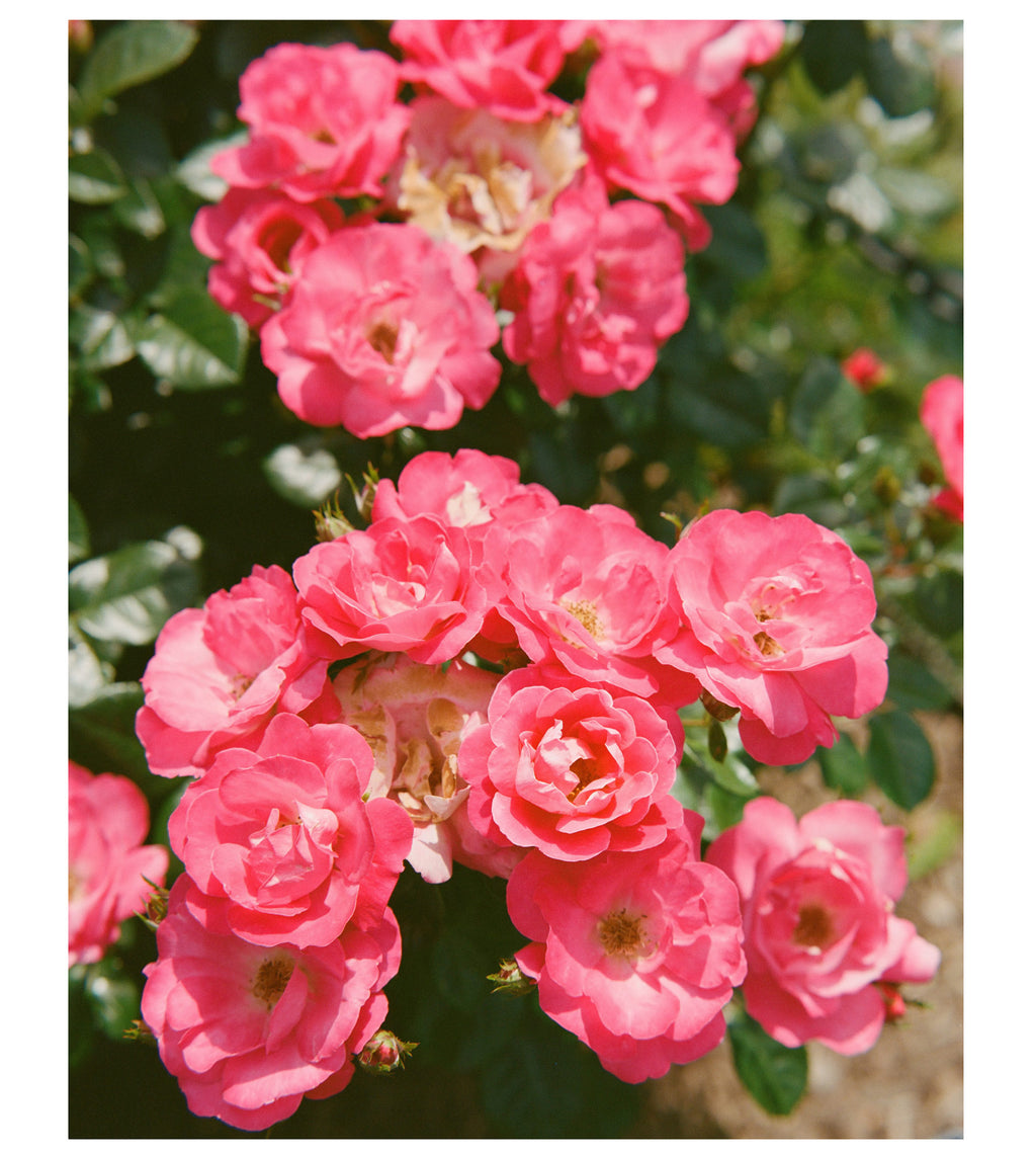 Sunlit Rose Salve | Kindred Black