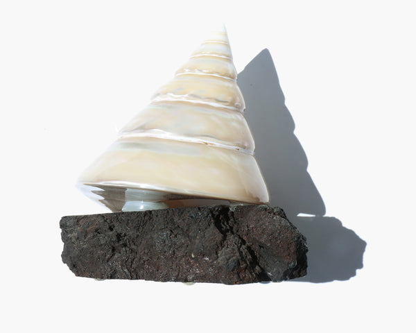 Turban Shell Mounted on Lava | Kindred Black