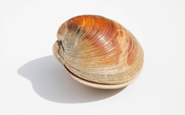 Clam Shell Specimen | Kindred Black