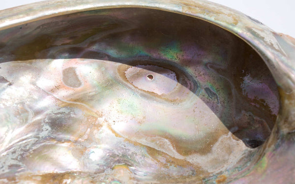 Iridescent Abalone Shell | Kindred Black