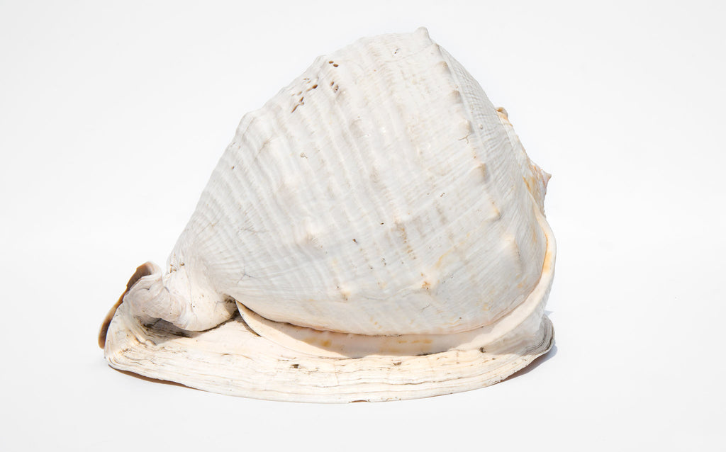 Extra Large Helmet Shell | Kindred Black