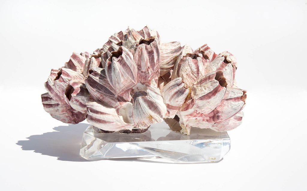 Mounted Megabalanus Tintinnabulum | Kindred Black