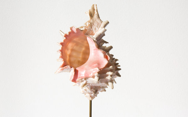 Mounted Rose Murex | Kindred Black