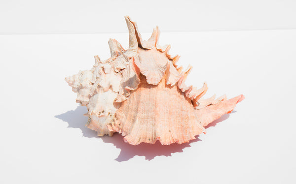 Rose Murex Shell | Kindred Black