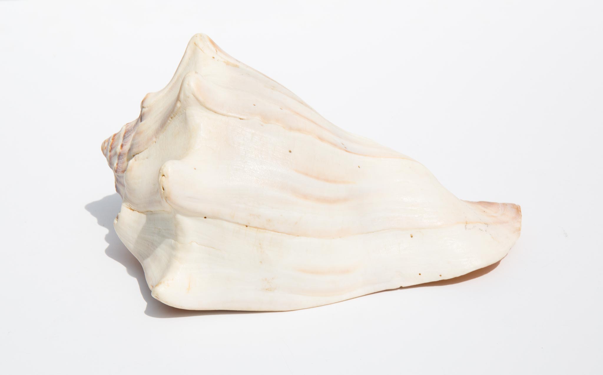 Knobbed Whelk Shell | Kindred Black