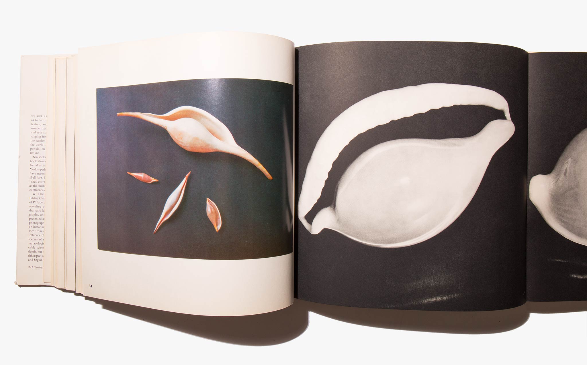 The Shell - Hugh and Marguerite Stix and R. Tucker Abbott | Kindred Black