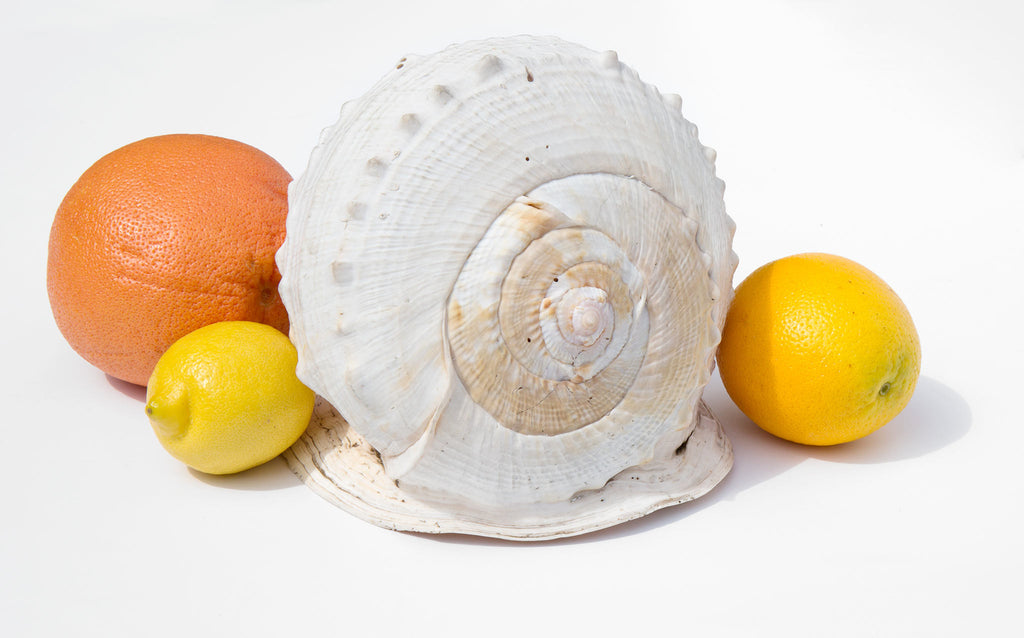 Extra Large Helmet Shell | Kindred Black