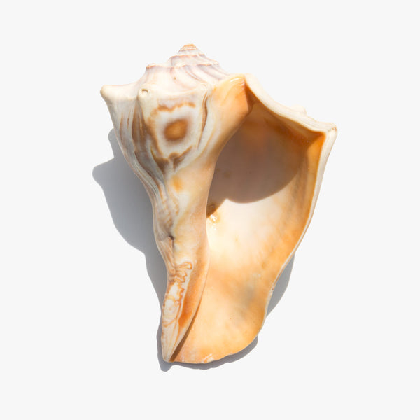Knobbed Whelk Shell | Kindred Black